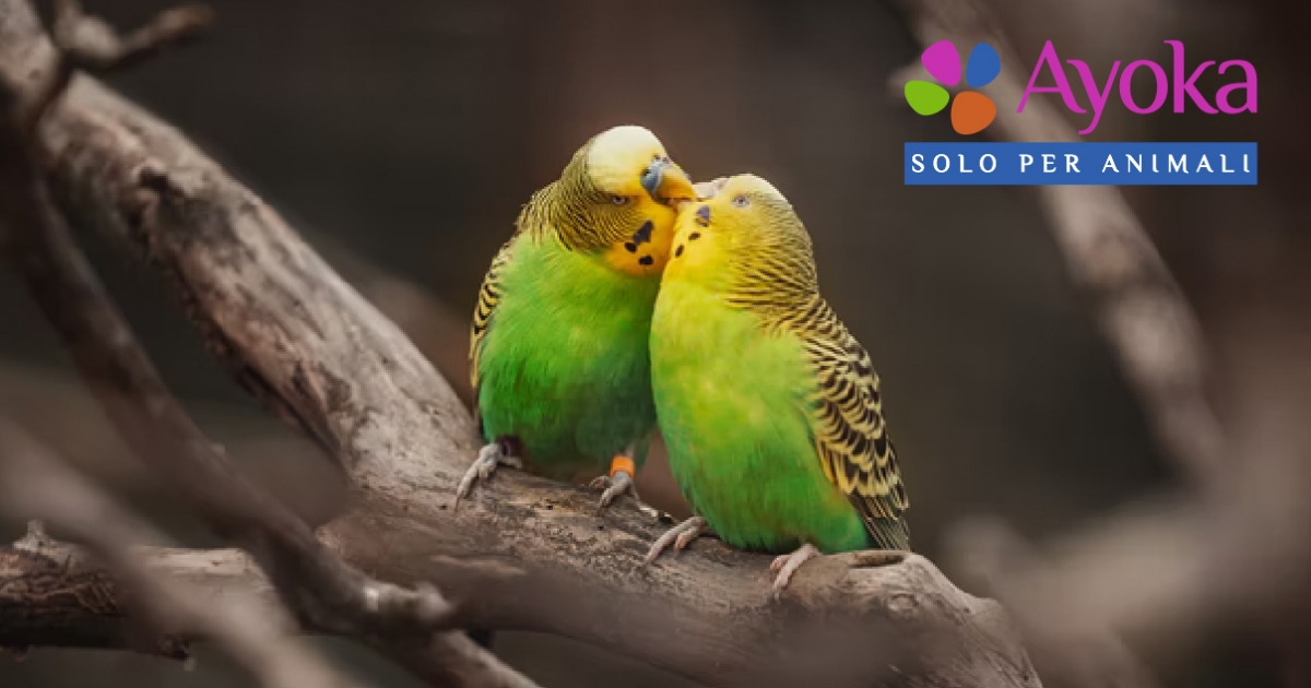 Cocorite: tutto quello che c'è da sapere | Ayoka solo per animali