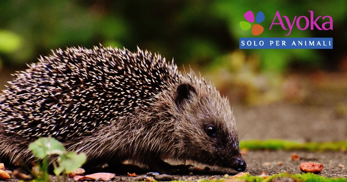 Animali che vanno in letargo in autunno | Ayoka solo per animali