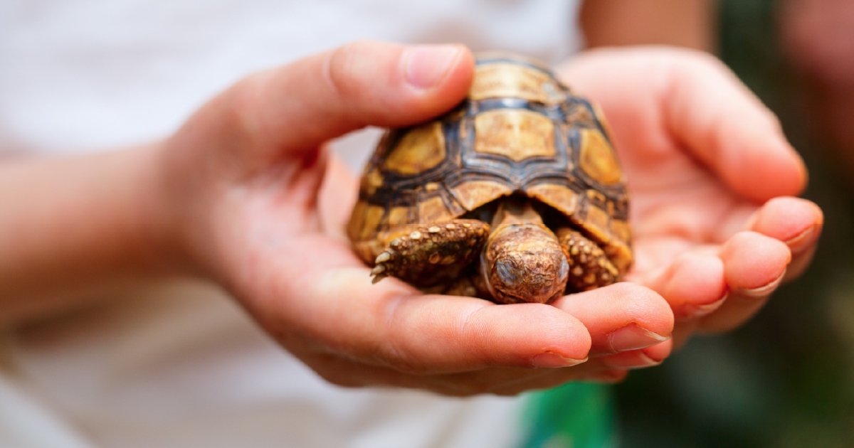Animali che annunciano la primavera | Ayoka solo per animali