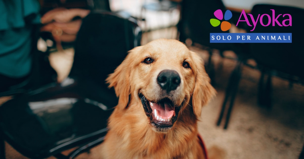 Malattie comuni nei cani: sintomi, prevenzione e cura | Ayoka solo per ...