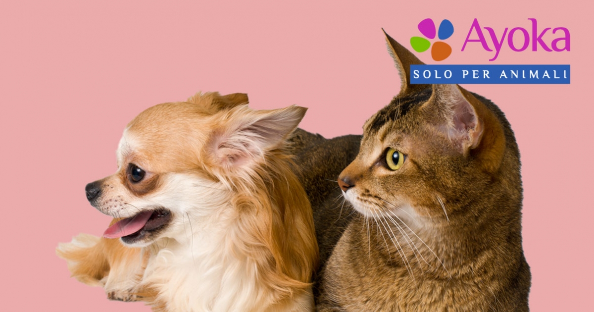 Gatto e cane: come favorire una convivenza armoniosa | Ayoka solo per ...