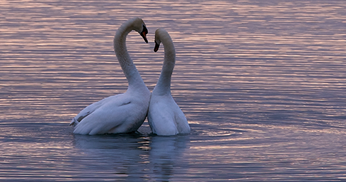Un amore che dura tutta la vita: gli animali monogami | Ayoka solo per ...